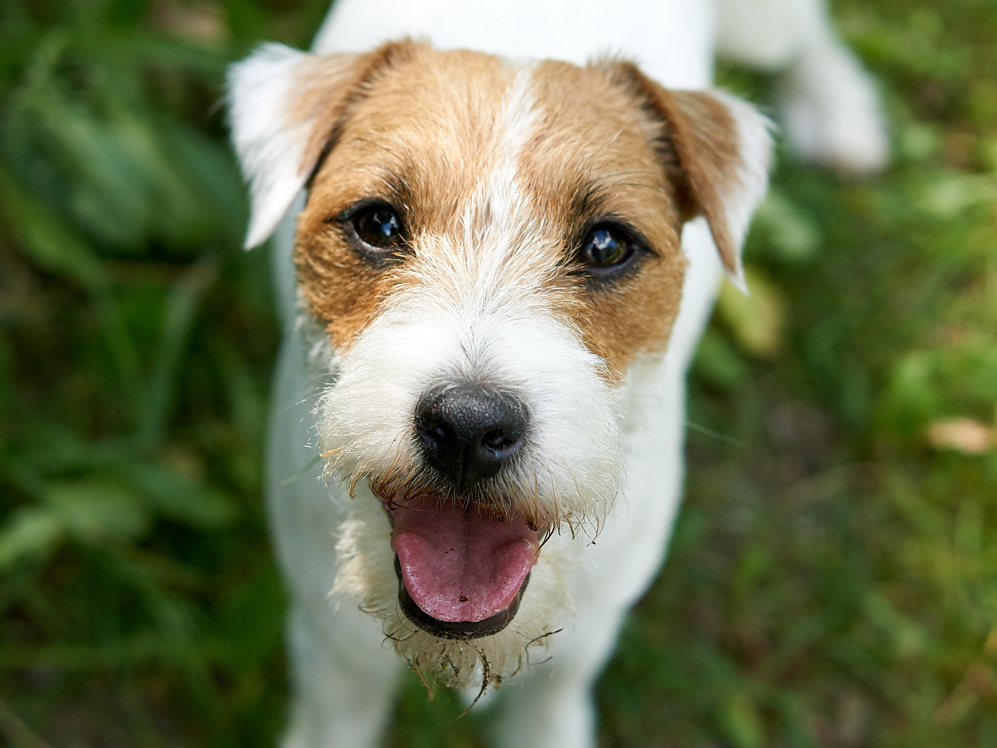 REDCAPS MELLY | Parson Jack Russell Terrier Zuchthündin